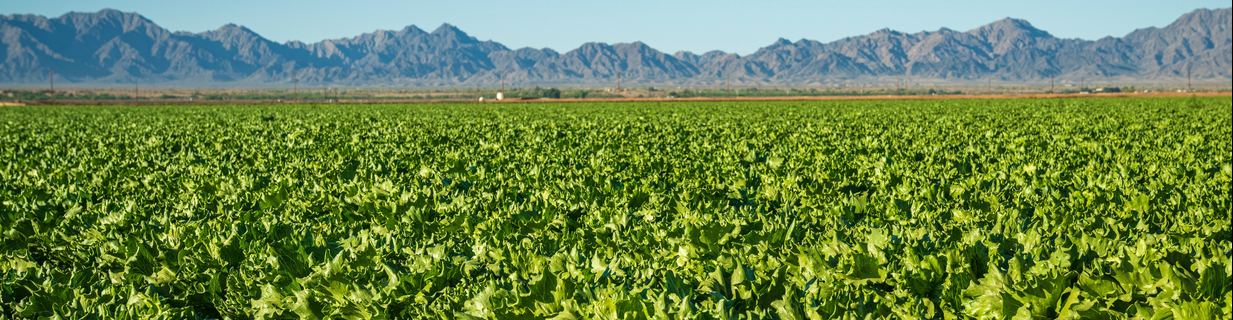 From Farm to Forklift - Berry Material Handling